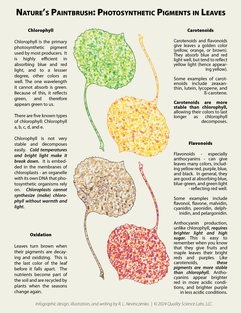 Fall Colors - Leaf Pigments – Quality Science Labs