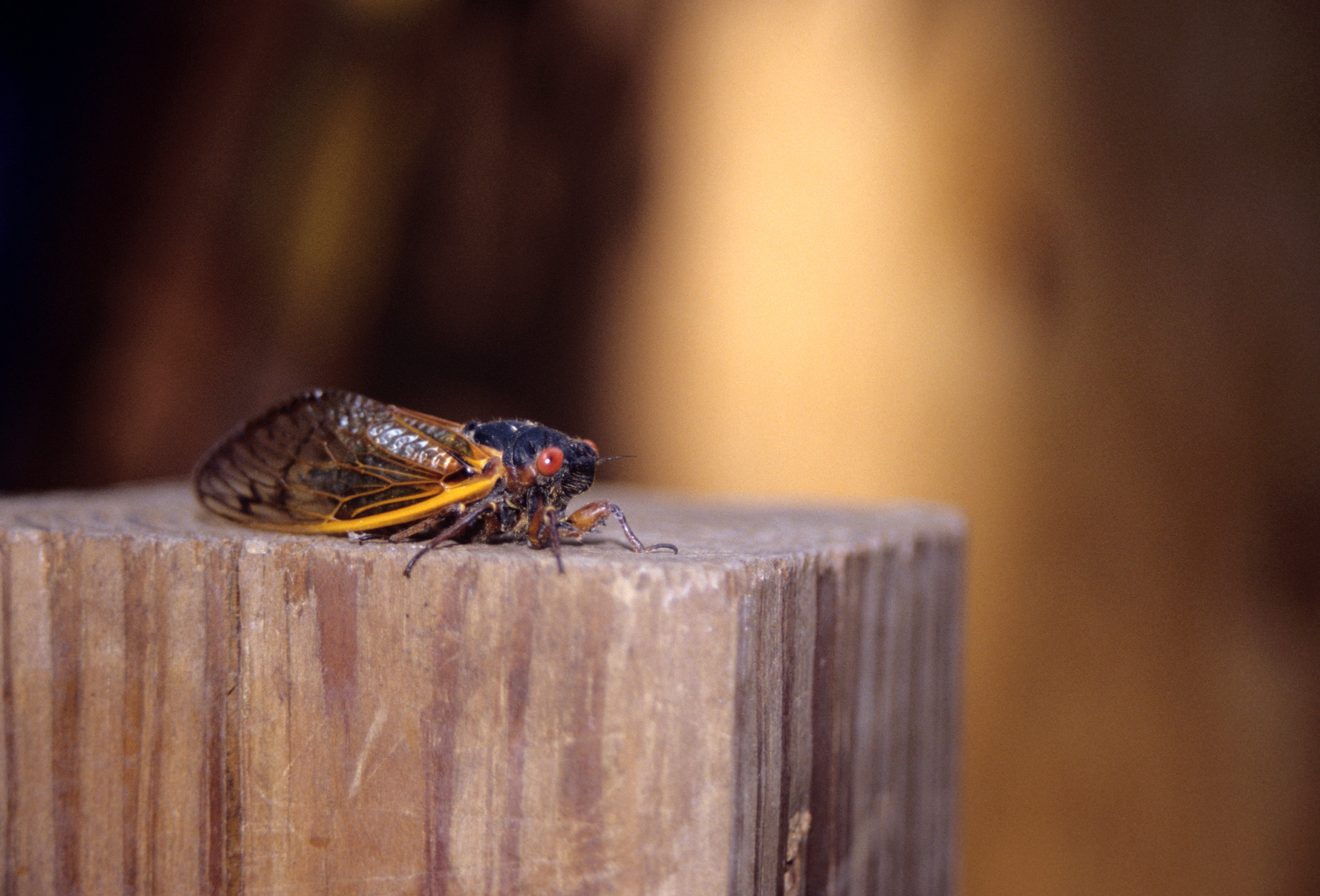 Periodical Cicada Emergence 2024 – Quality Science Labs