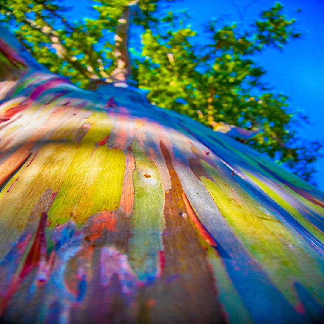 Rainbow Eucalyptus – Quality Science Labs