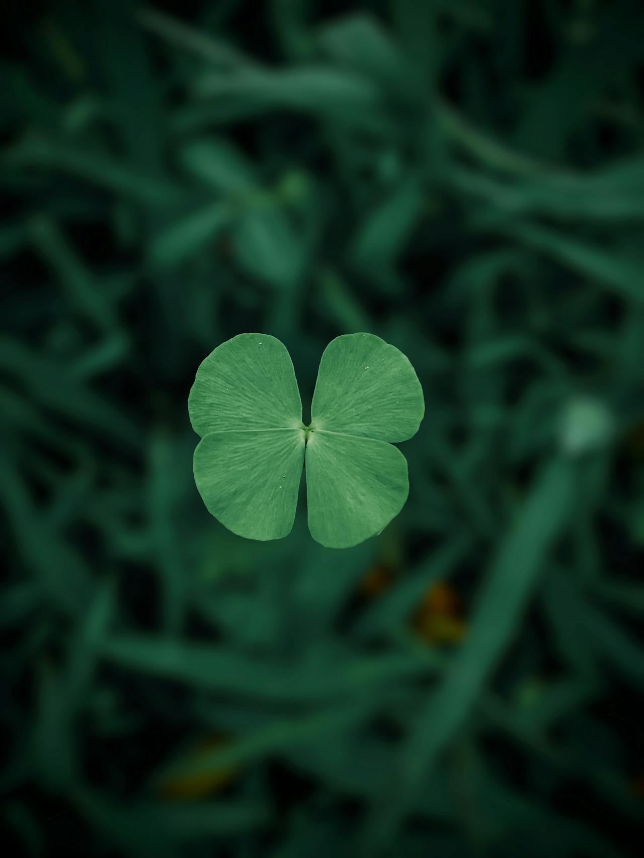 Why Are Four-Leaf Clovers So Rare? – Quality Science Labs