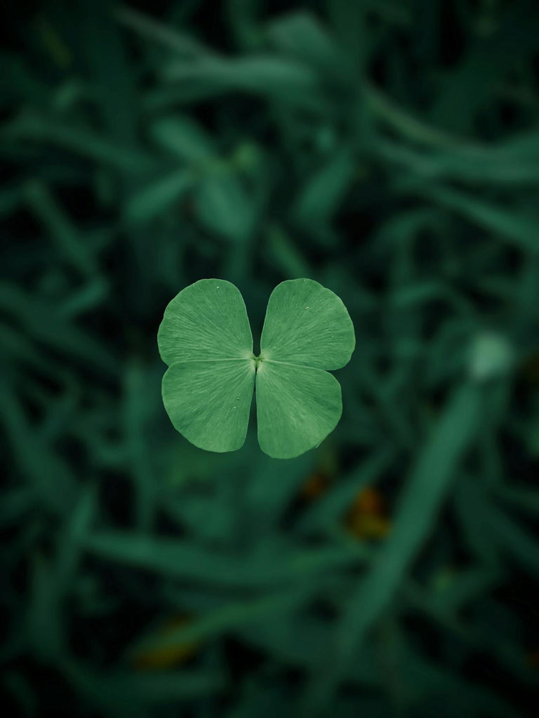 Why Are Four-Leaf Clovers So Rare? – Quality Science Labs