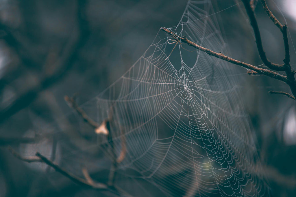 Spider Silk – Quality Science Labs